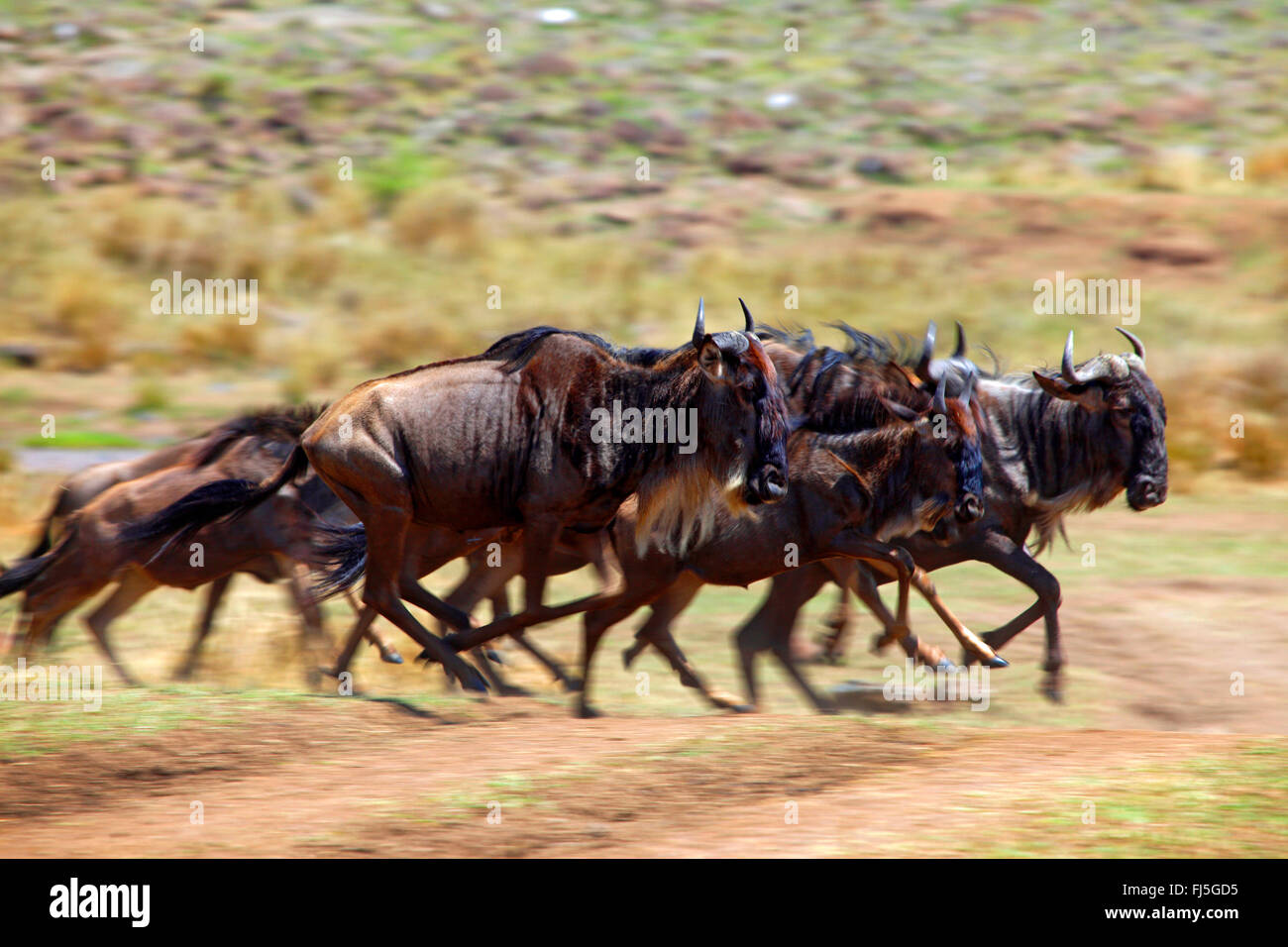 Eastern white bearded wildebeest hi-res stock photography and images ...
