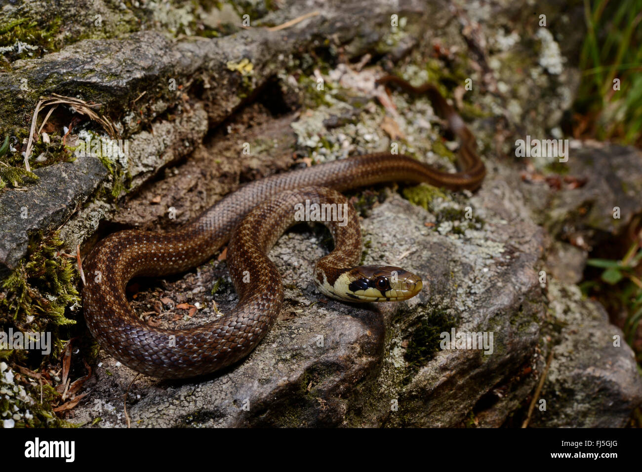 Aesculapian snake (Elaphe longissima, Zamenis longissimus), young ...