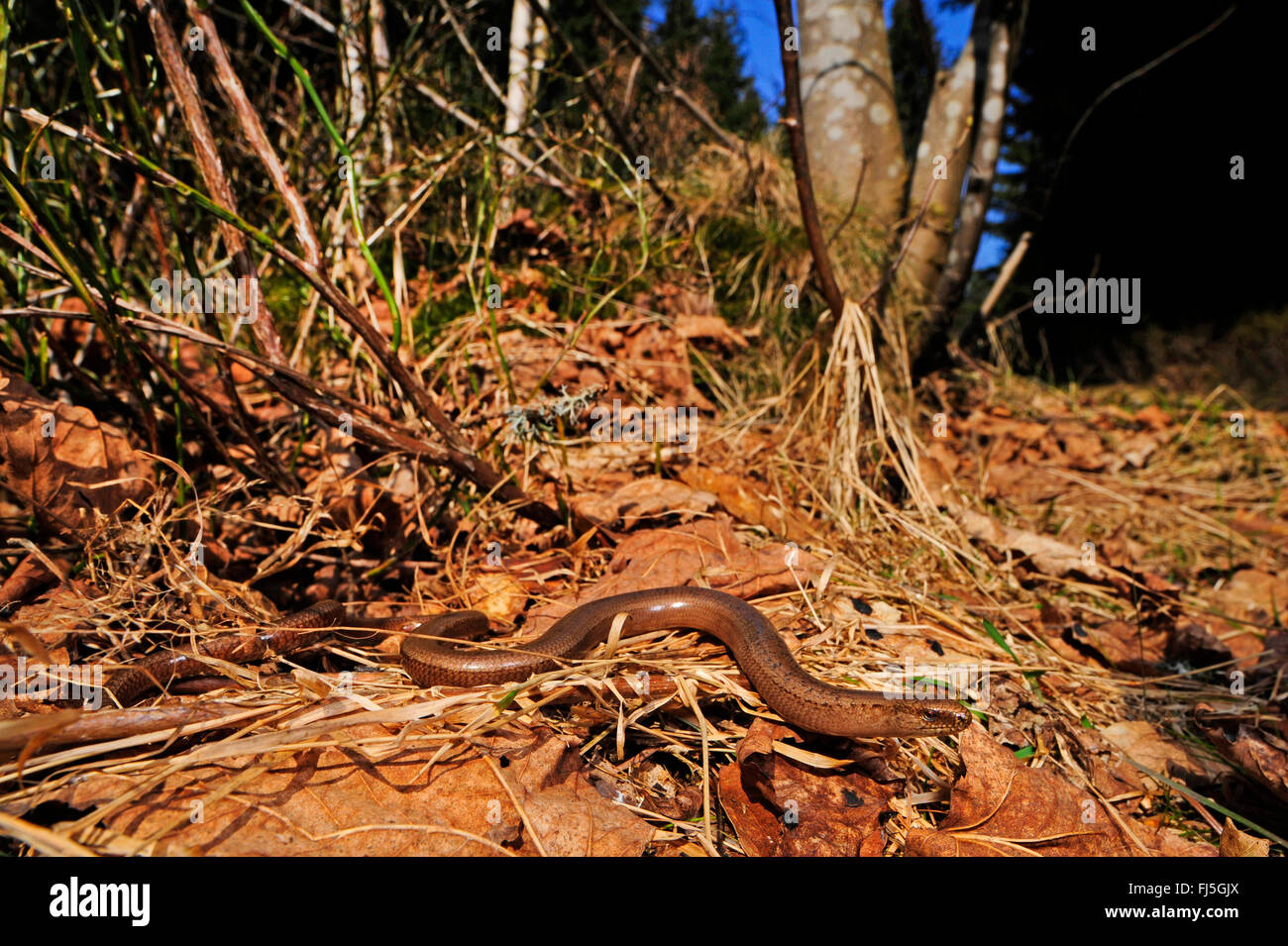 European slow worm, blindworm, slow worm (Anguis fragilis), male slow ...