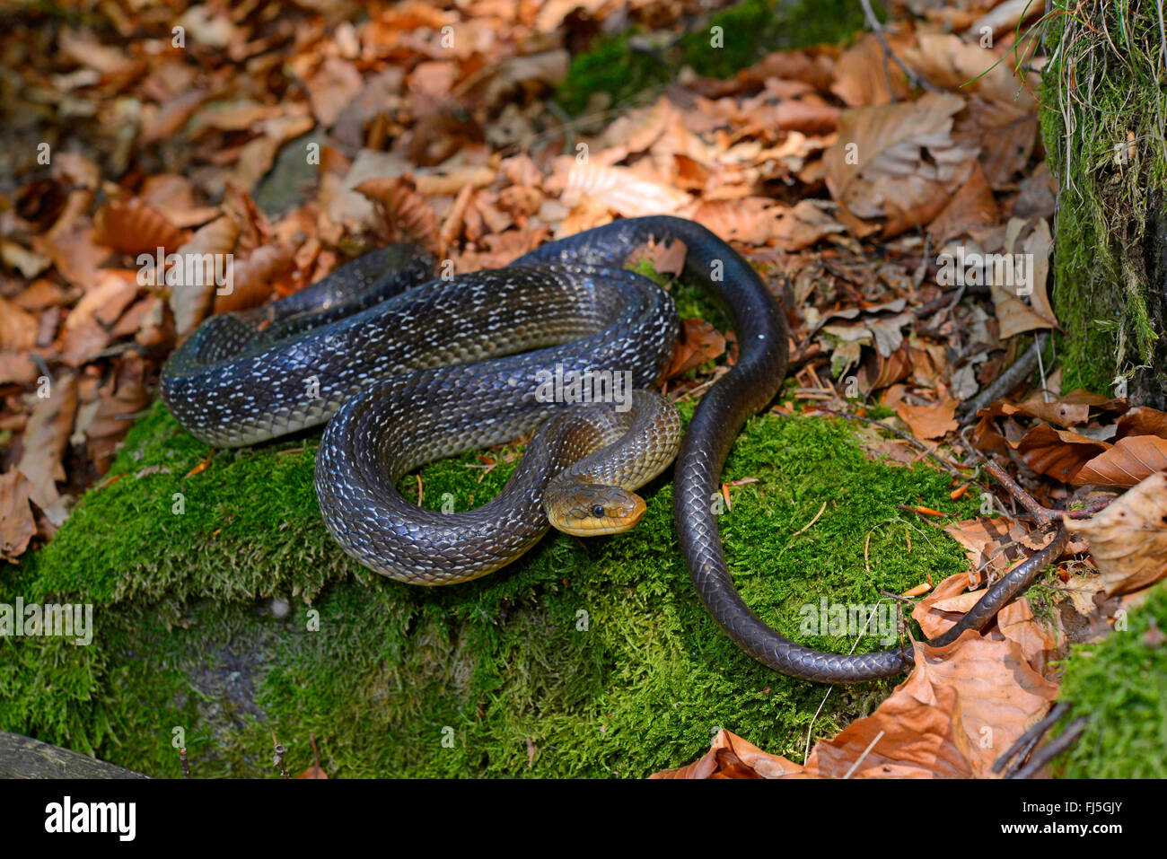 Aesculapian snake (Elaphe longissima, Zamenis longissimus), on mossy ...