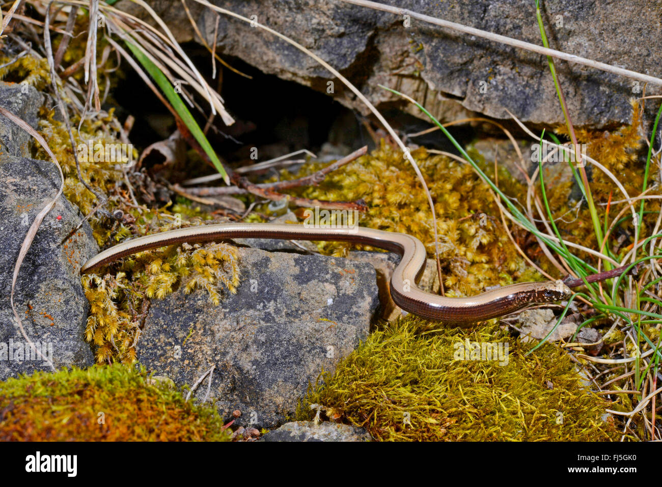 Juvenile slow worms hi-res stock photography and images - Alamy