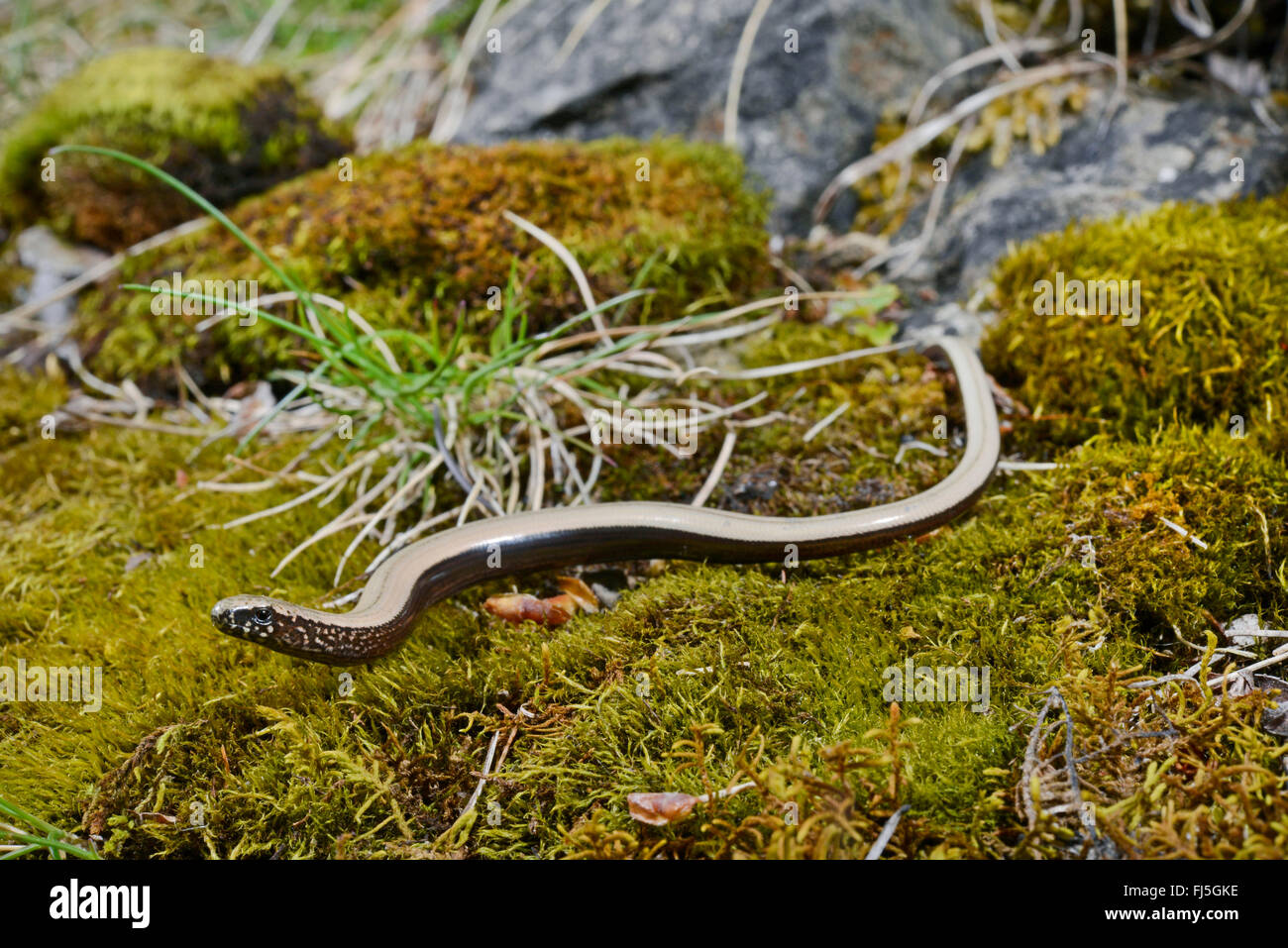 Juvenile slow worms hi-res stock photography and images - Alamy