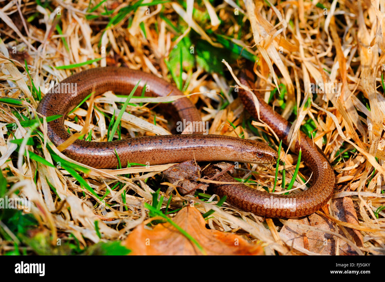 European slow worm, blindworm, slow worm (Anguis fragilis), male slow ...
