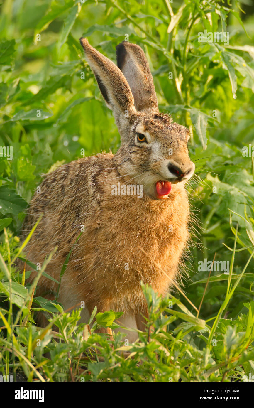 Funny brown hares european lepus hi-res stock photography and images ...