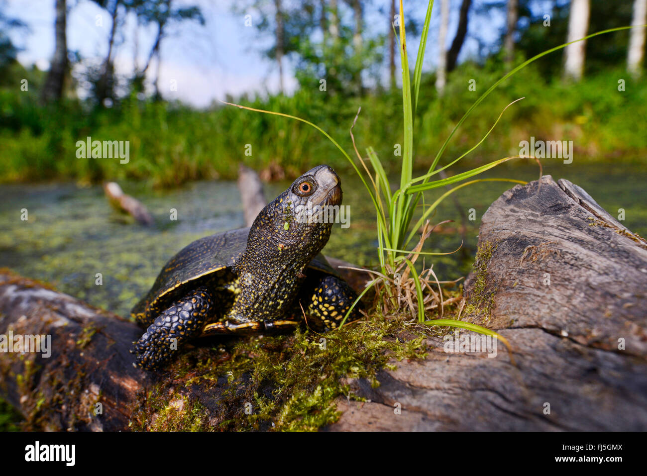 European pond terrapin, European pond turtle, European pond tortoise ...