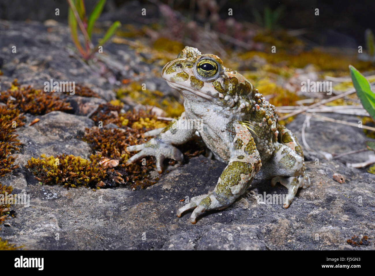Green toad, Variegated toad (Bufo viridis), sitting on a stone, side ...