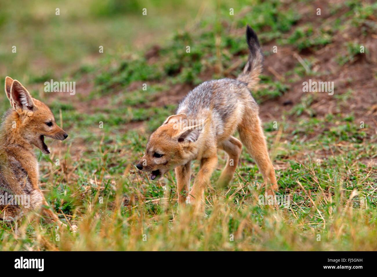 Jackal mouth to mouth hi-res stock photography and images - Alamy