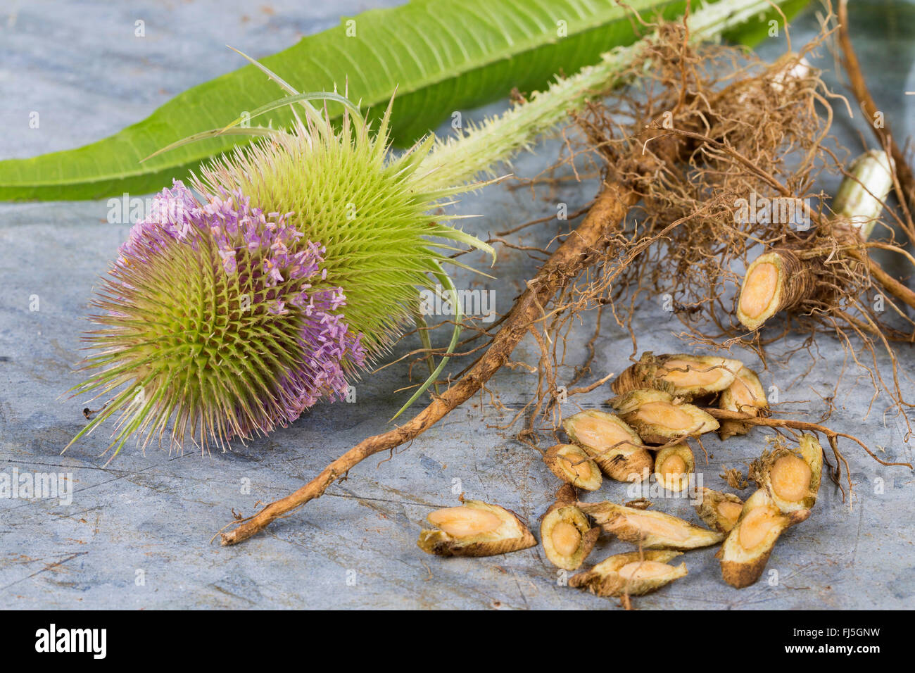Wild teasel, Fuller's teasel, Common teasel, Common teazle (Dipsacus ...