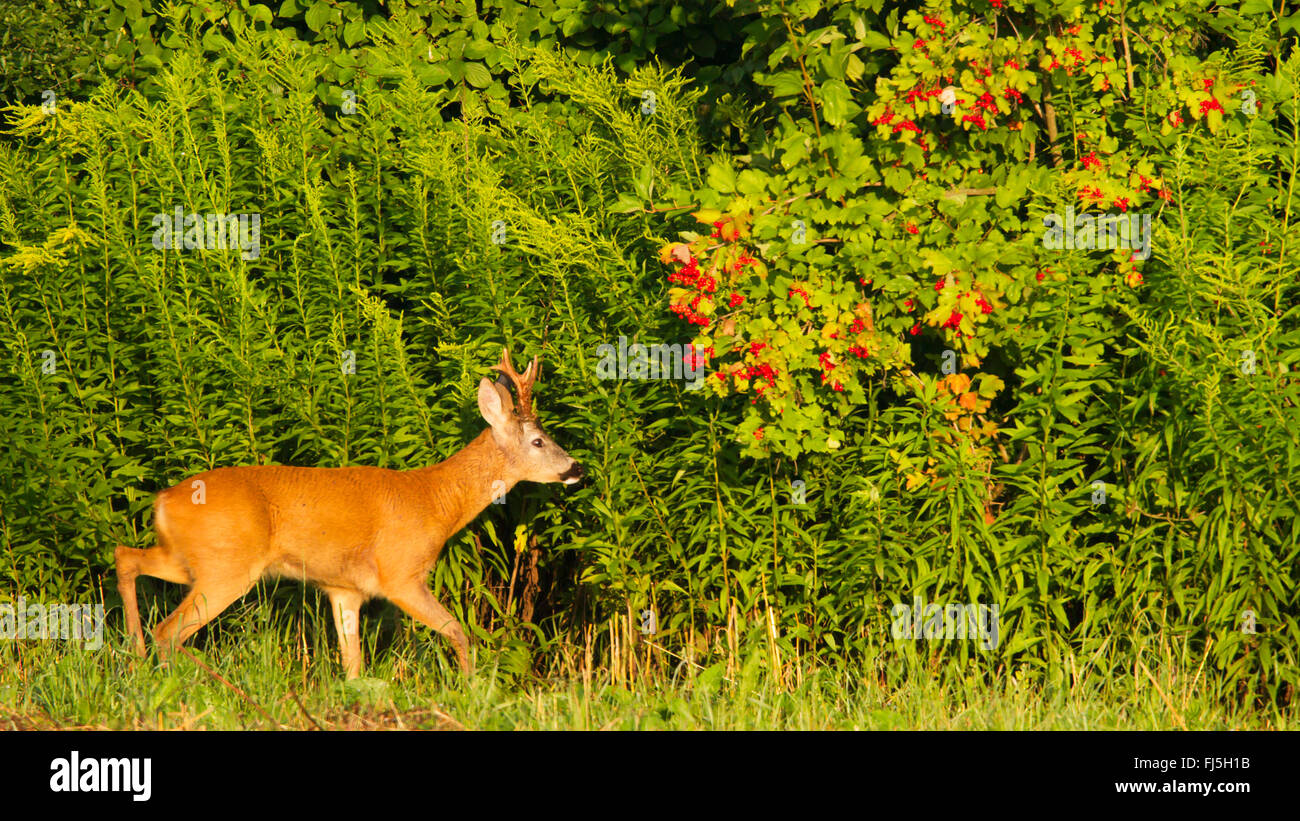 Roe deer rut season austria hi-res stock photography and images - Alamy