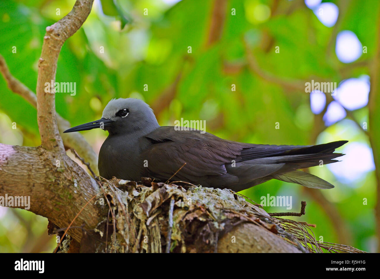 Lesser noddy (Anous tenuirostris), sits in its nest, Seychelles, Cousin ...