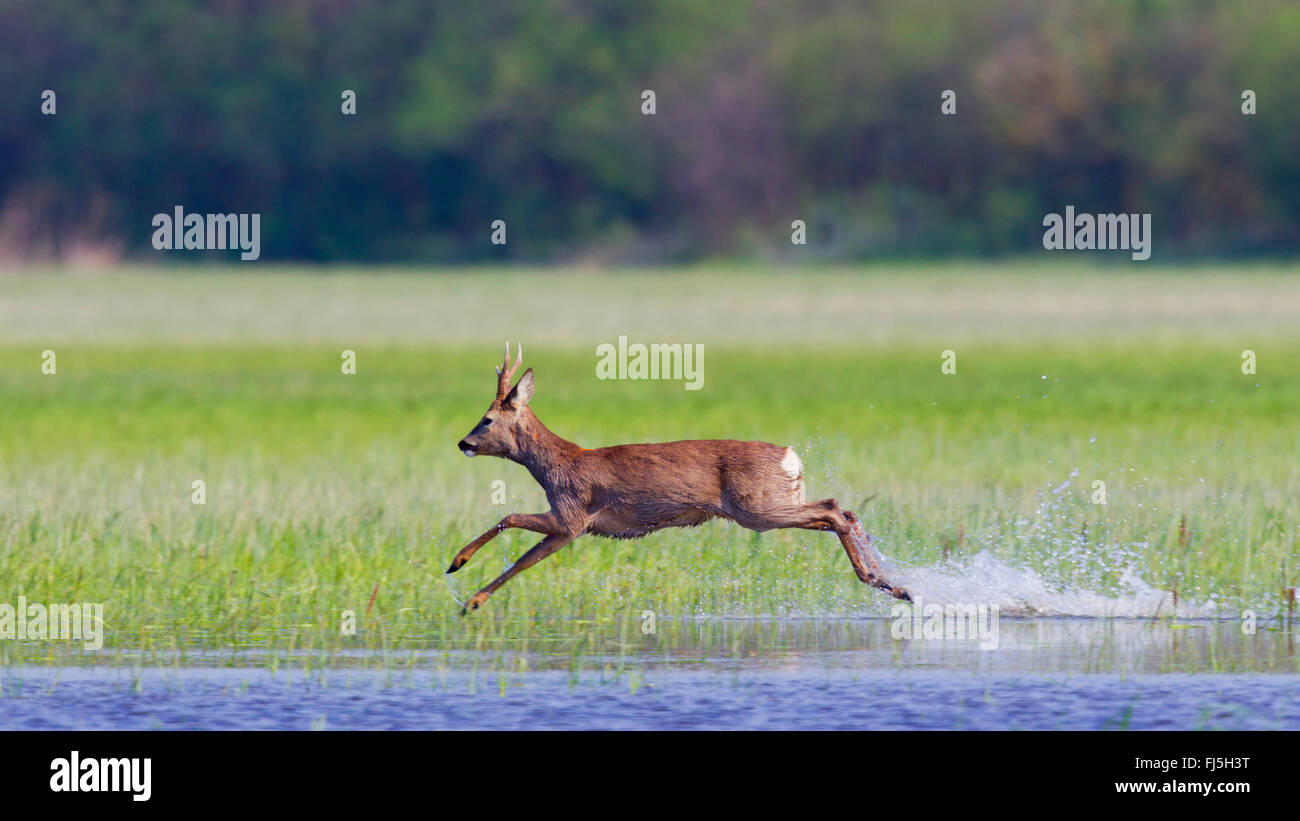 roe deer (Capreolus capreolus), roe buck runs in a floated meadow ...