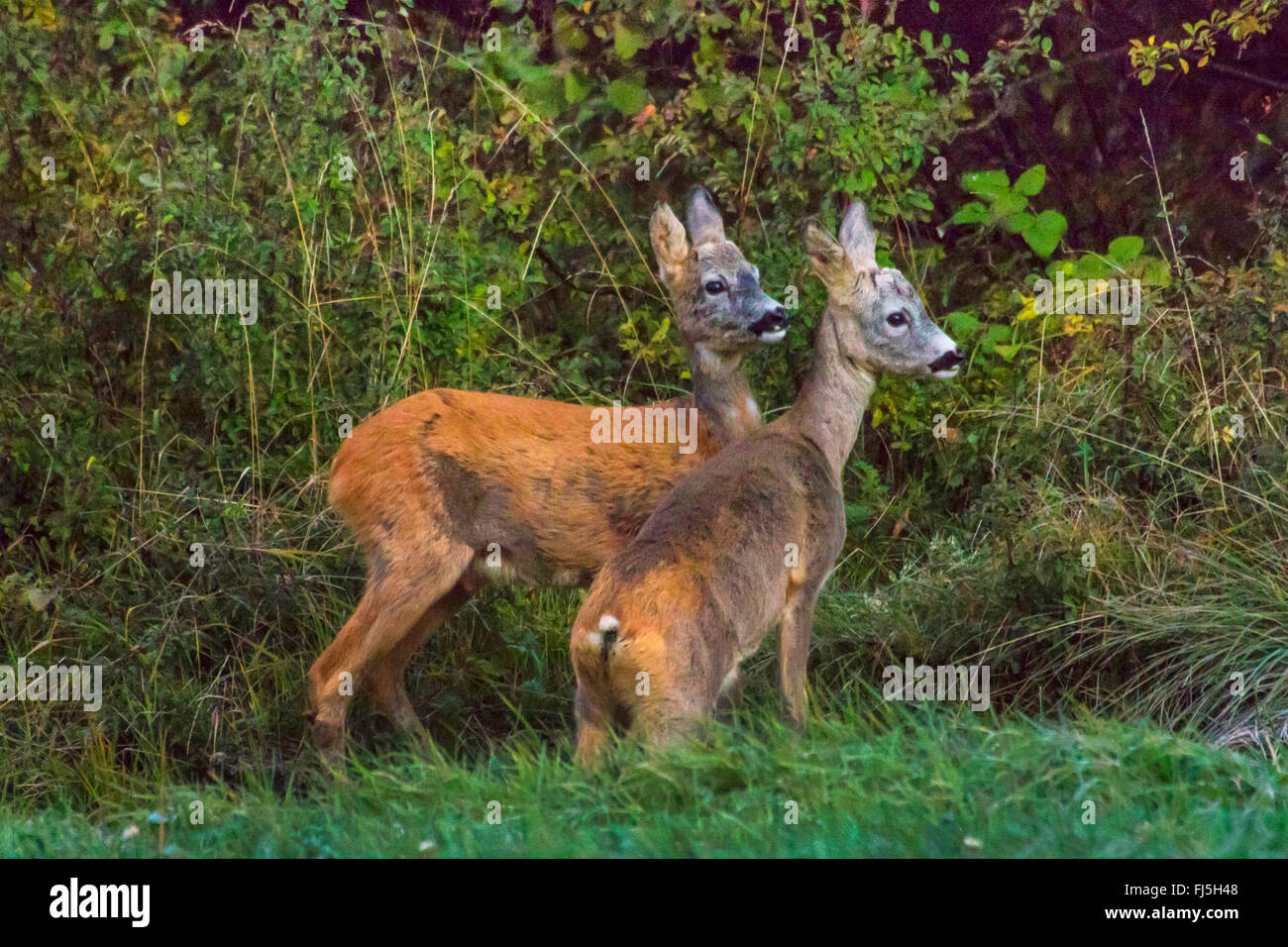 roe deer (Capreolus capreolus), two juvenile roe deers stand in a ...
