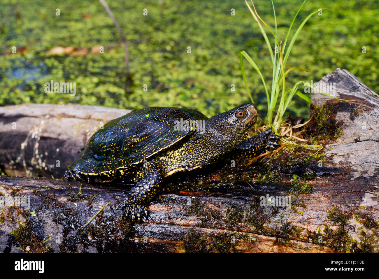 European pond terrapin, European pond turtle, European pond tortoise ...