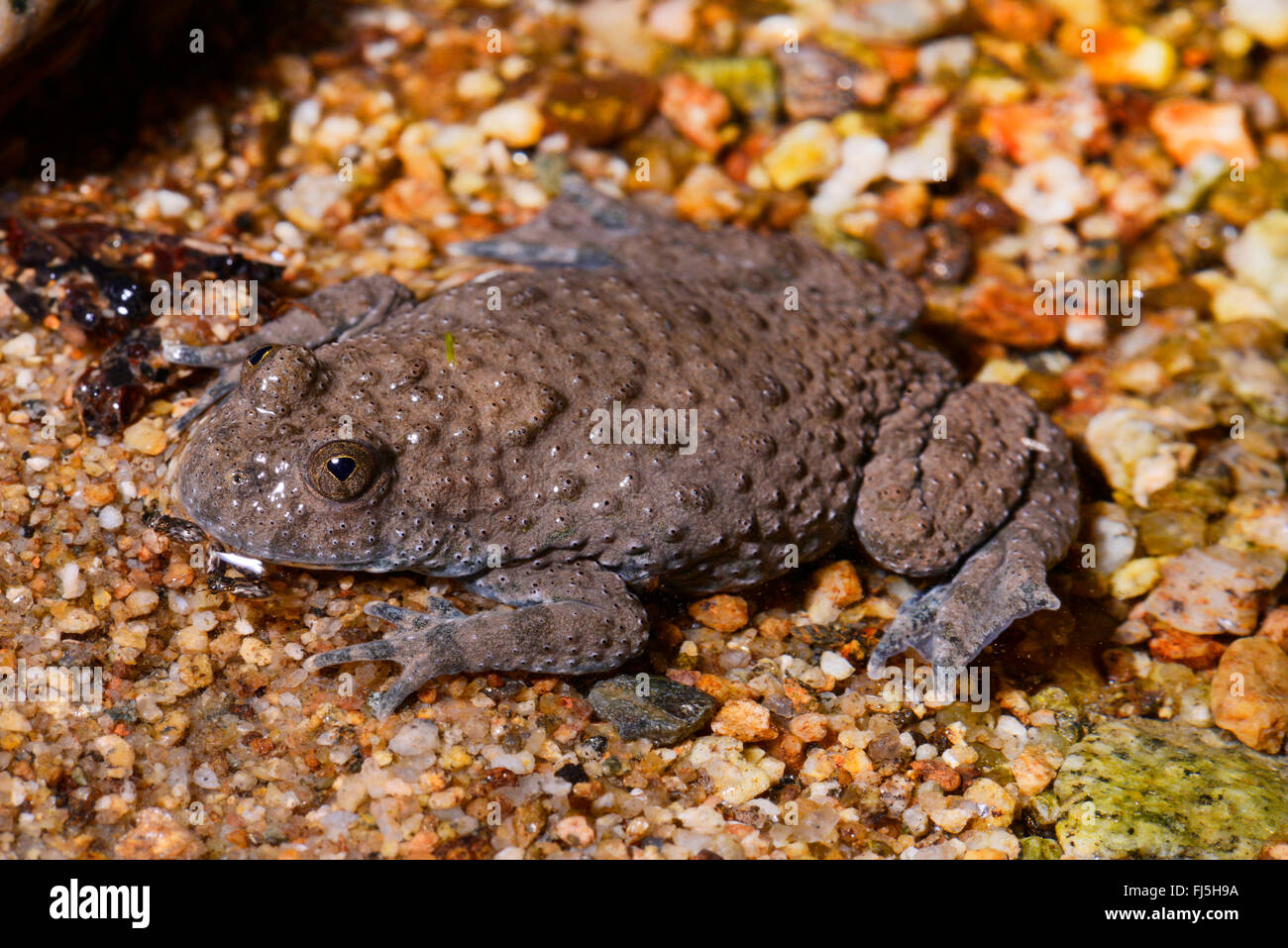 yellow-bellied toad, yellowbelly toad, variegated fire-toad (Bombina ...