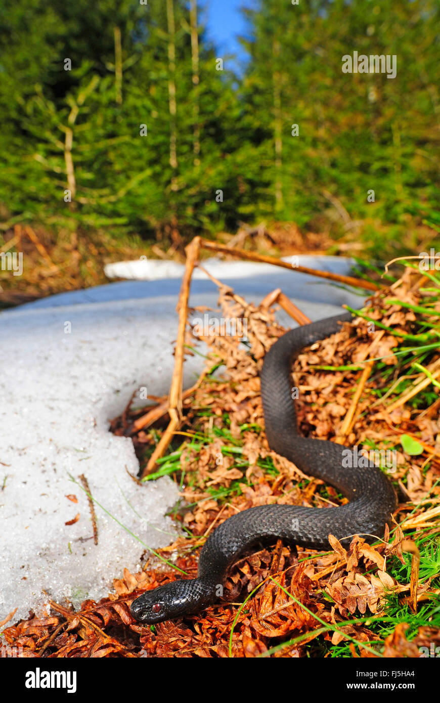 adder, common viper, common European viper, common viper (Vipera berus ...