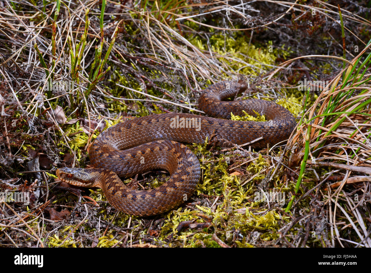 adder, common viper, common European viper, common viper (Vipera berus ...