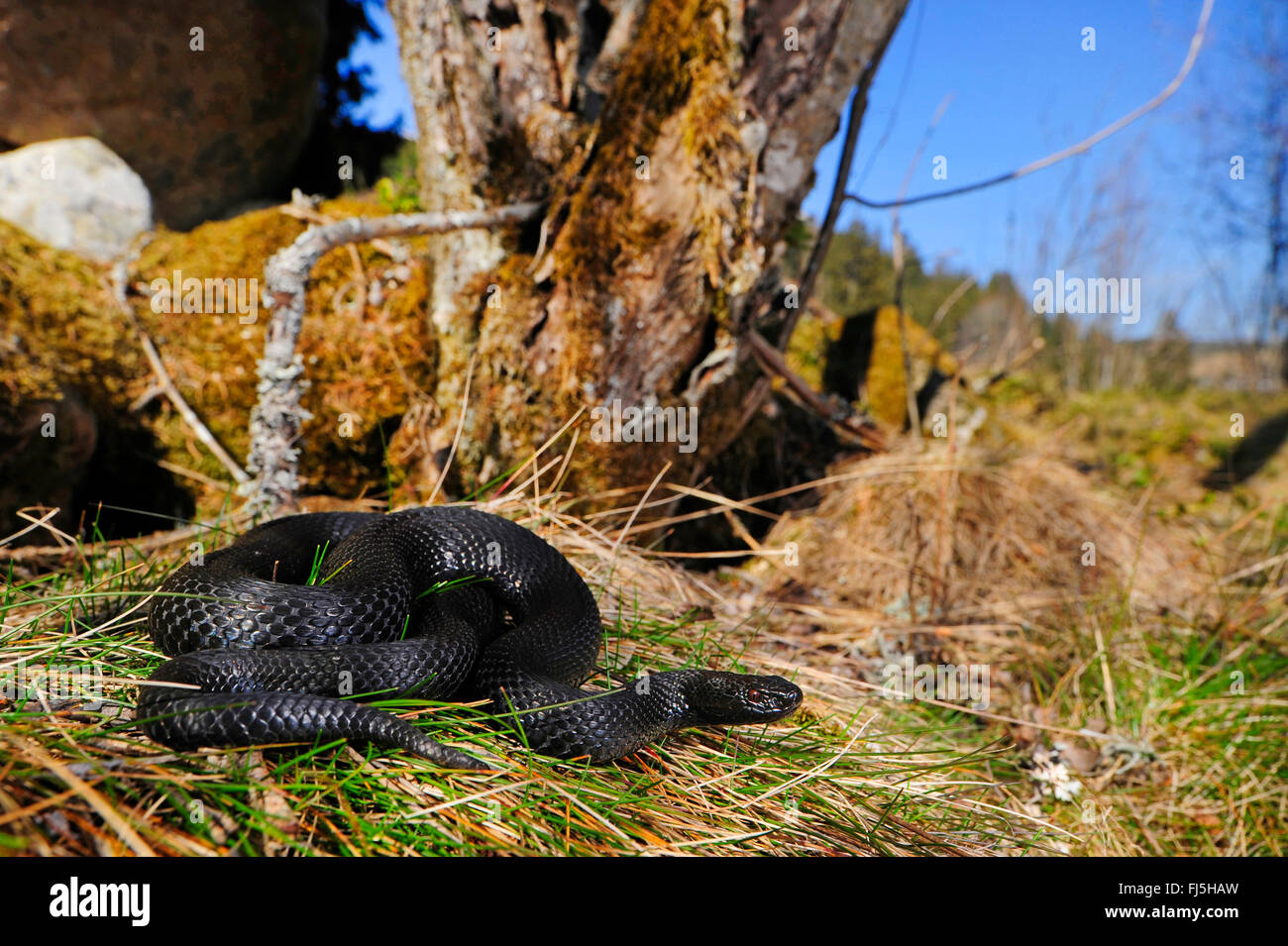 adder, common viper, common European viper, common viper (Vipera berus ...