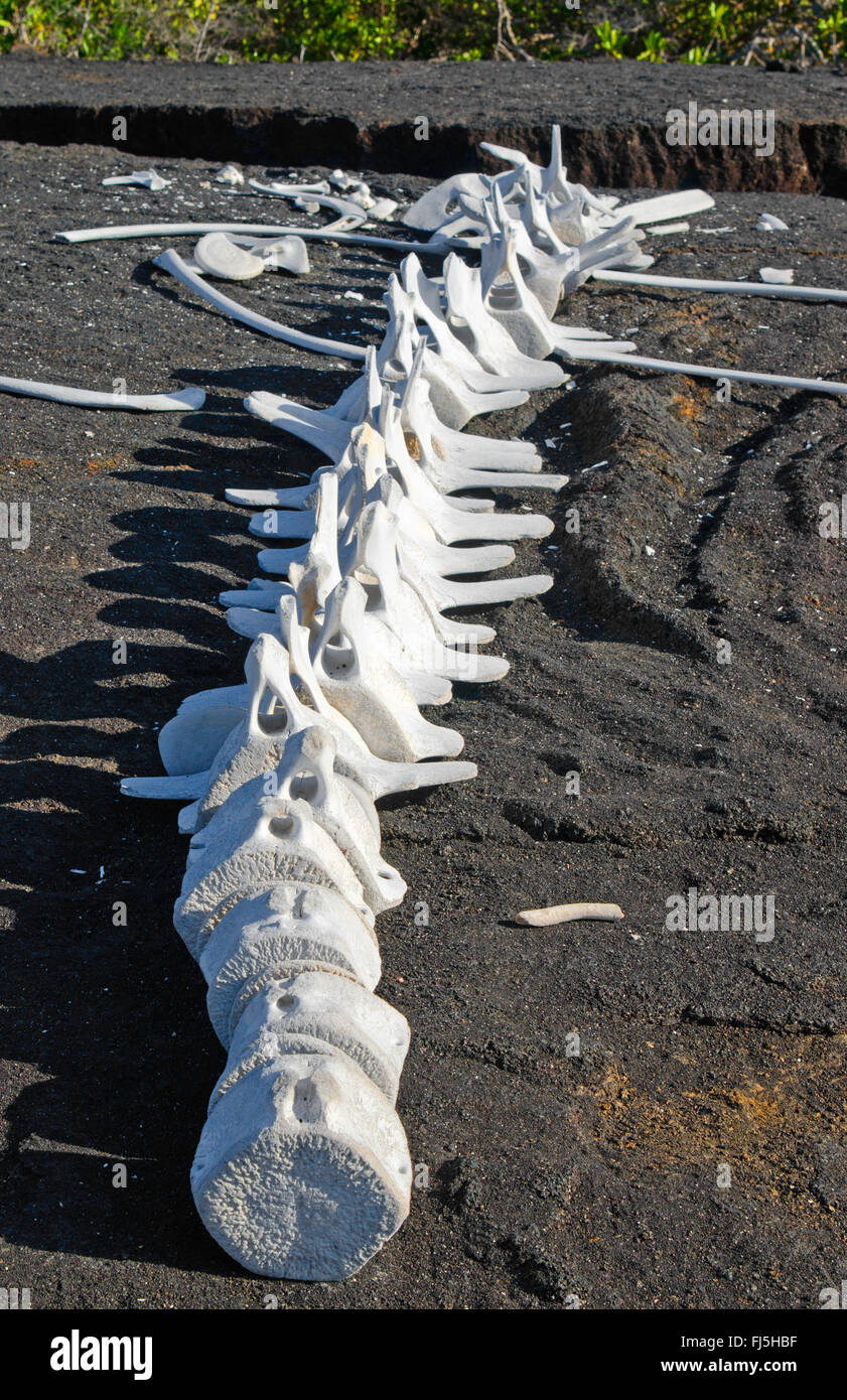 Whale bones hi-res stock photography and images - Alamy