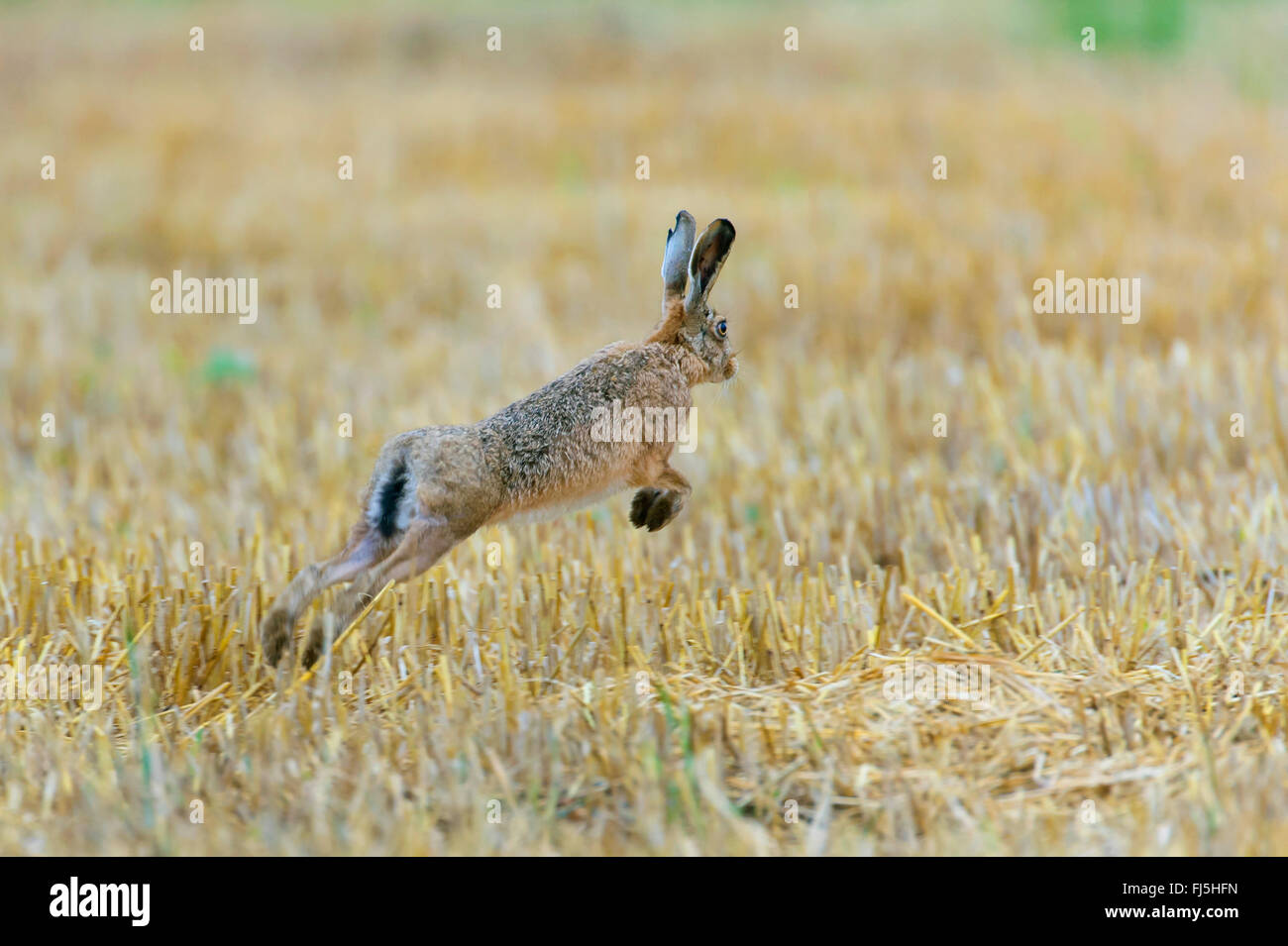 Hare jumps hi-res stock photography and images - Alamy