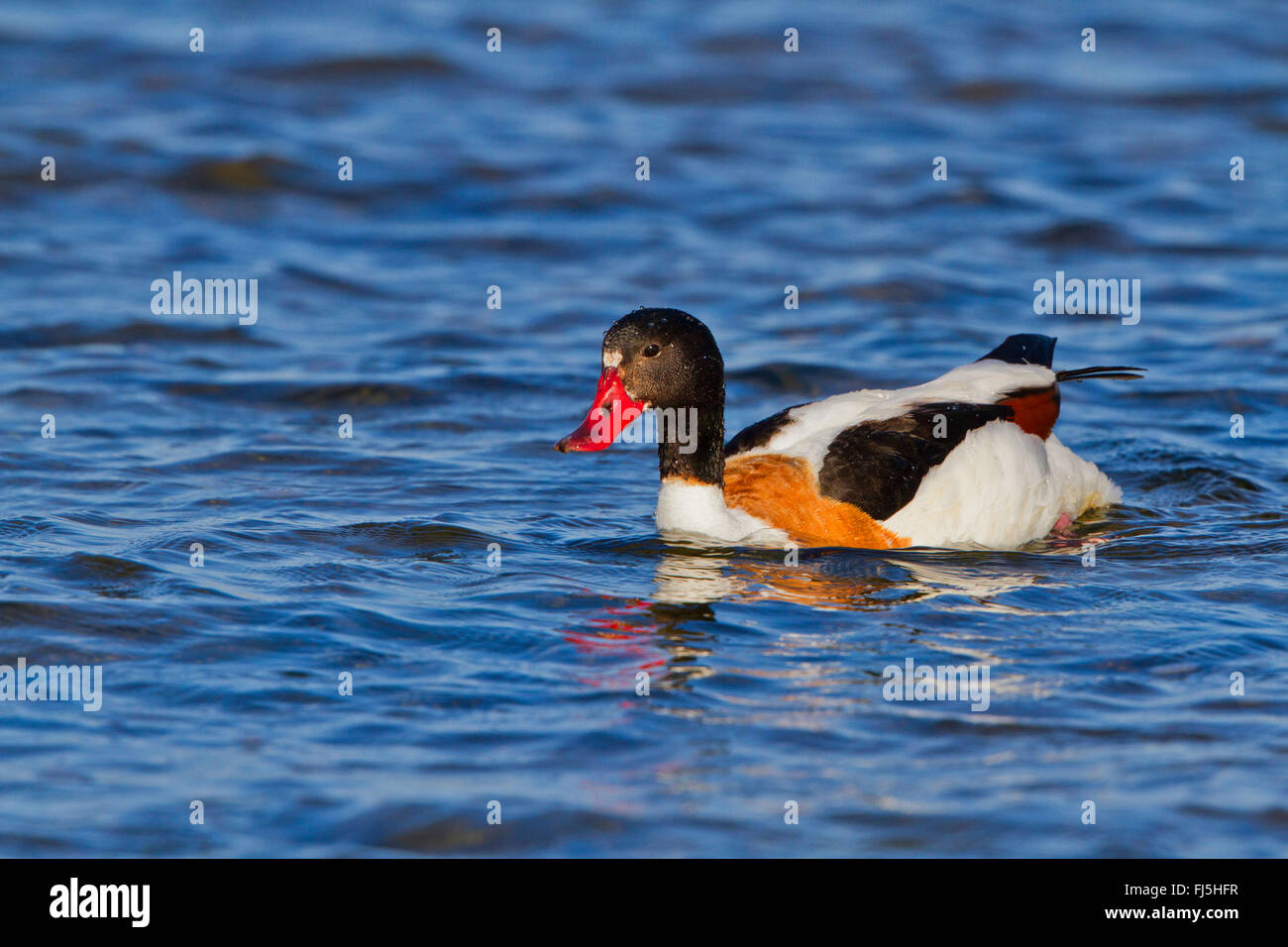 Female Shelducks High Resolution Stock Photography and Images - Alamy