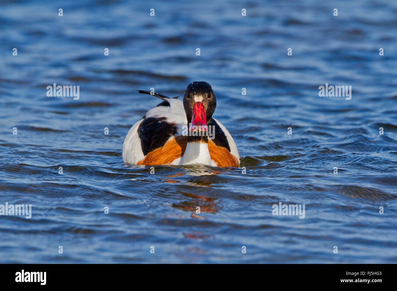 Female Shelducks High Resolution Stock Photography and Images - Alamy