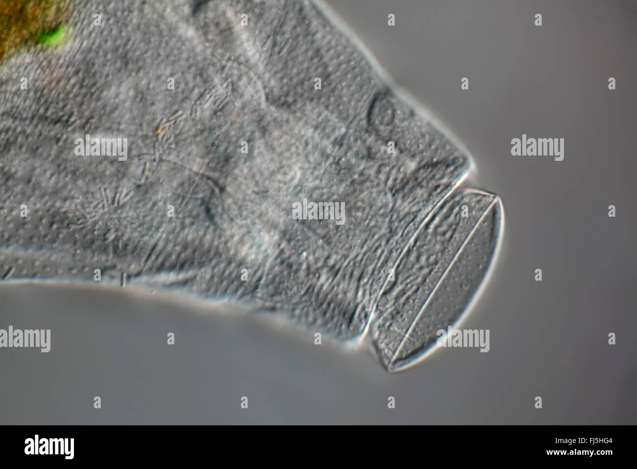 Rotifers rotatoria hi-res stock photography and images - Alamy