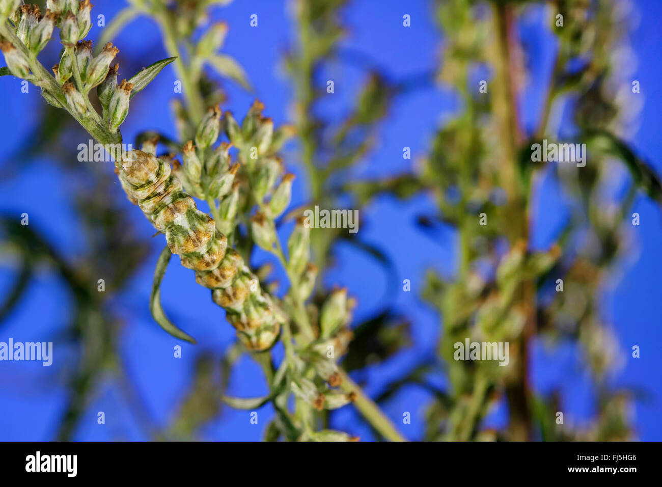 Wormwood moth (Cucullia absinthii), caterpillar on Artemisia vulgaris ...