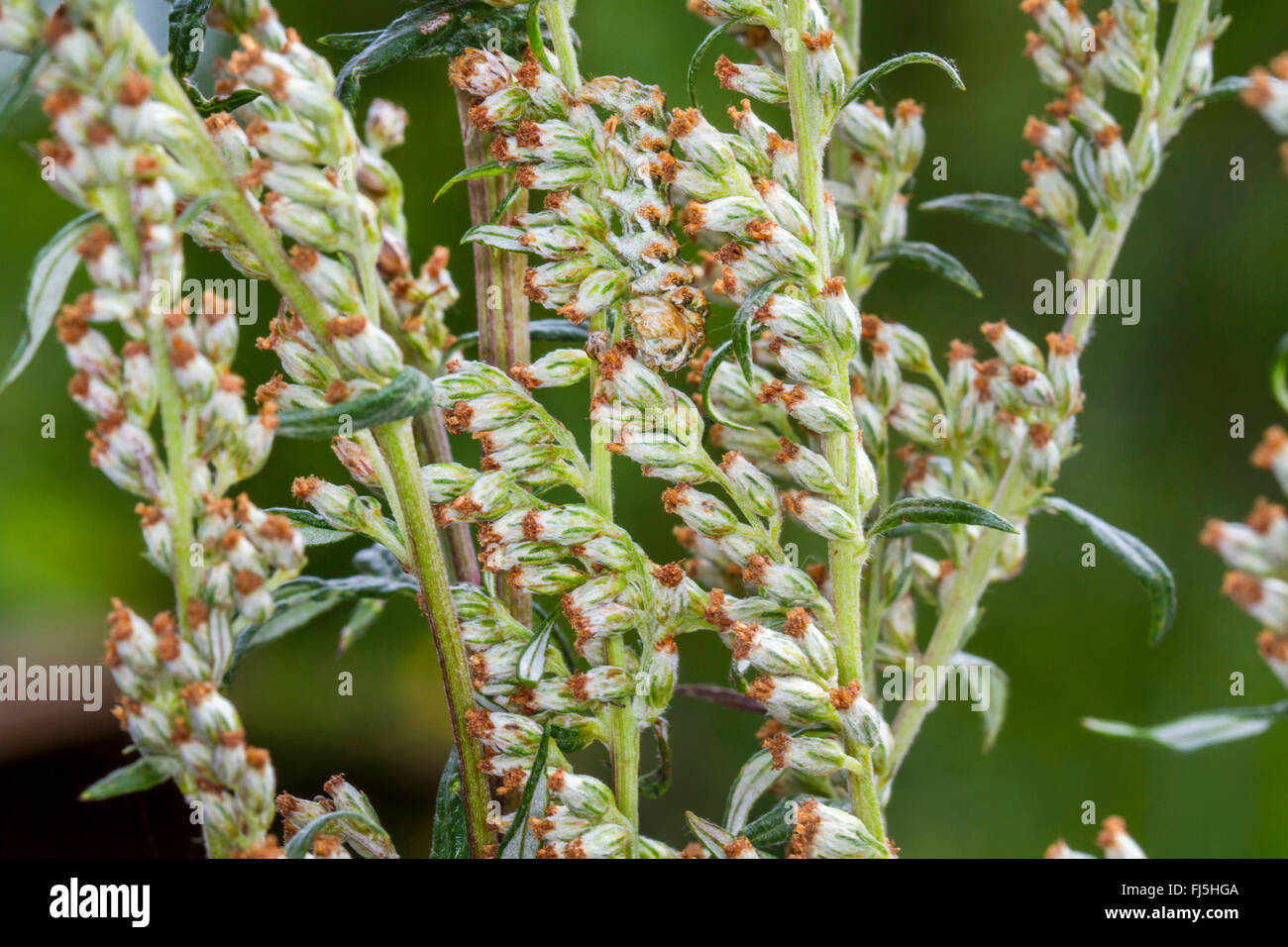Wormwood moth (Cucullia absinthii), caterpillar on Artemisia vulgaris ...