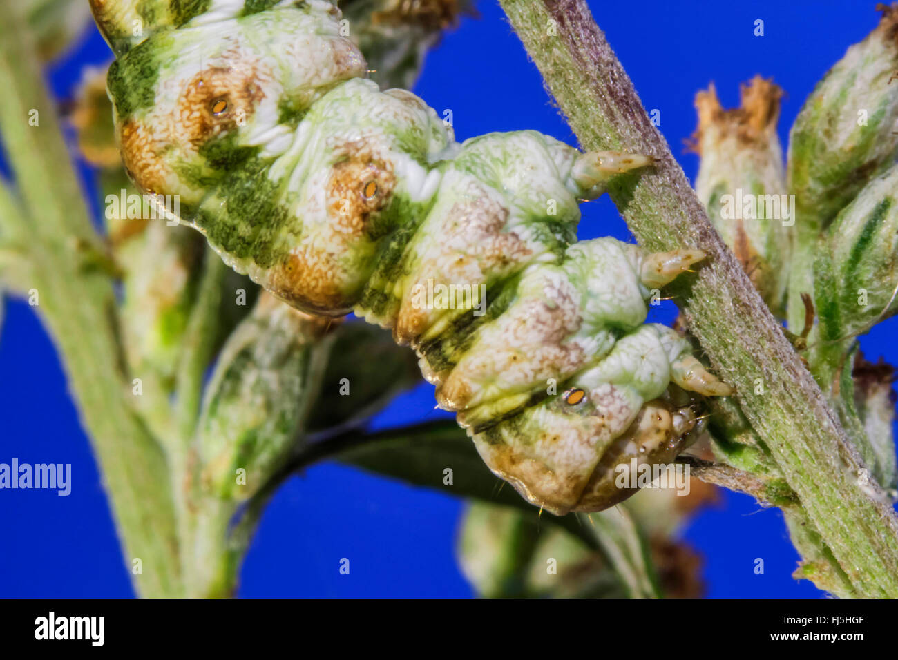 Wormwood moth (Cucullia absinthii), caterpillar on Artemisia vulgaris ...