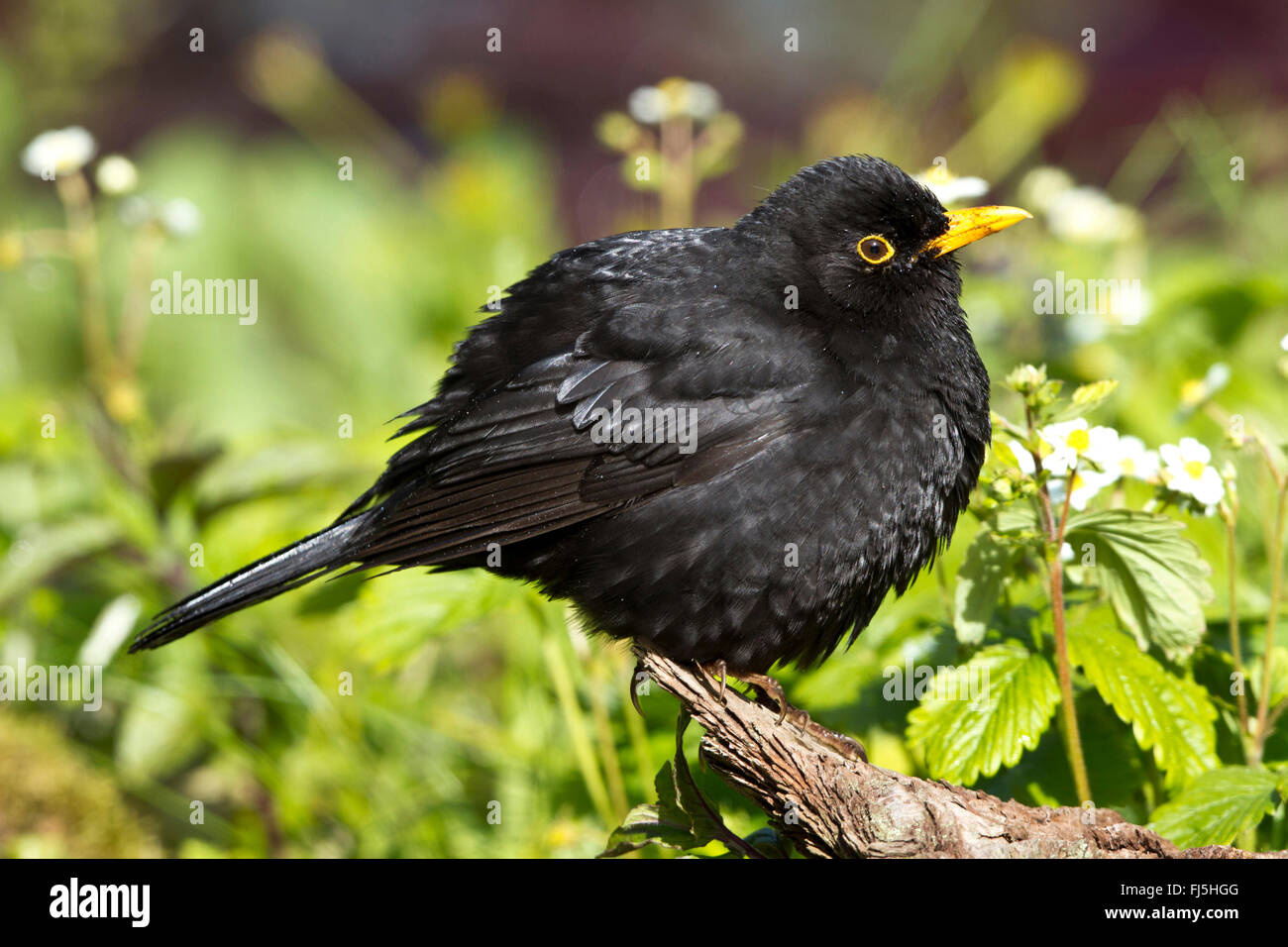 Fluffed up garden bird hi-res stock photography and images - Alamy
