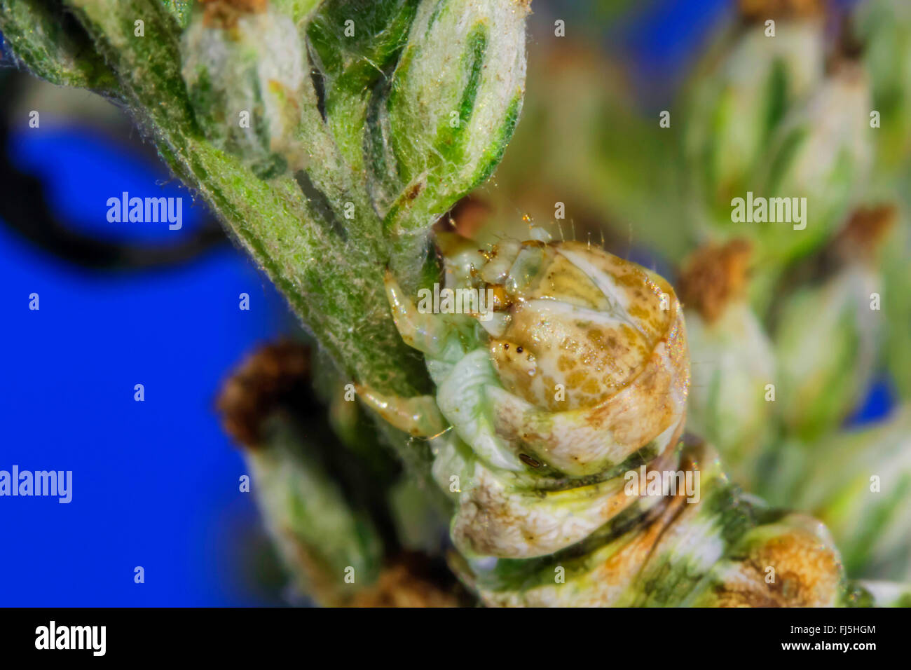 Wormwood moth (Cucullia absinthii), caterpillar on Artemisia vulgaris ...