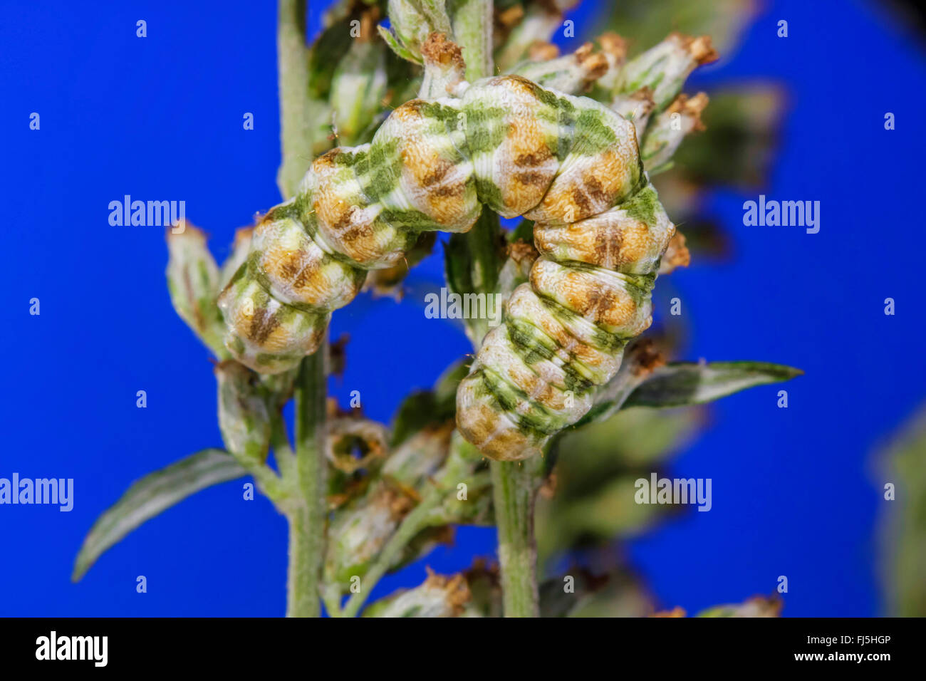 Wormwood moth (Cucullia absinthii), caterpillar on Artemisia vulgaris ...