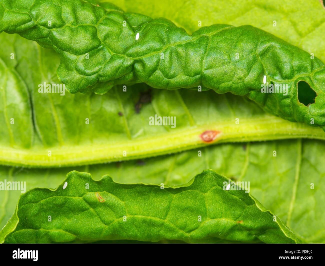 Long hoverfly (Sphaerophoria scripta), Eggs beside an aphid colony on a ...