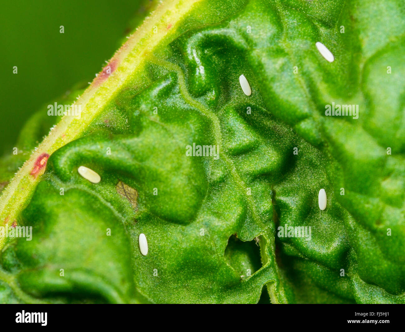 Long hoverfly (Sphaerophoria scripta), Eggs beside an aphid colony on a ...