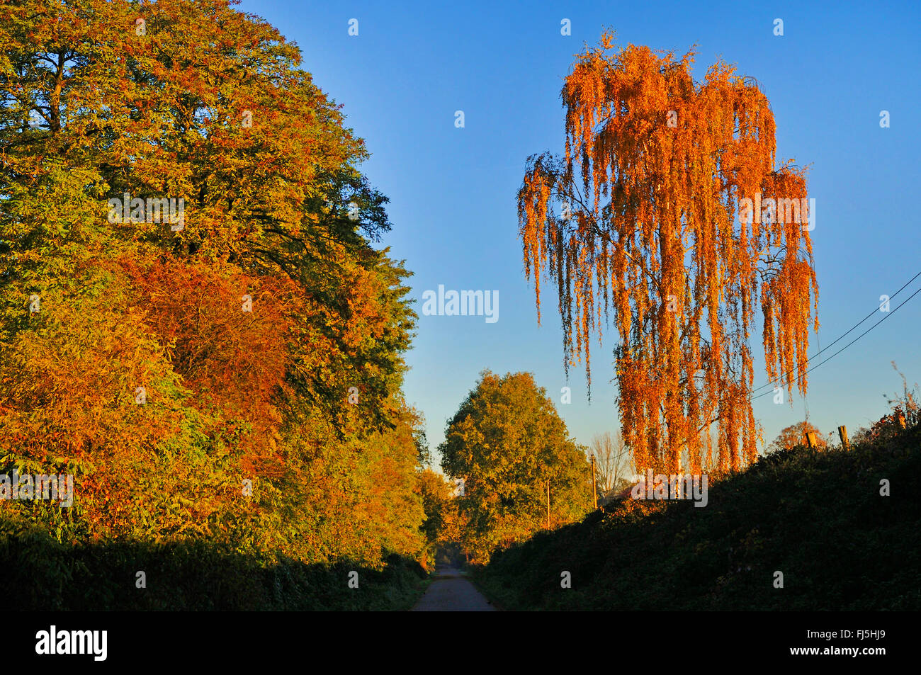 common birch, silver birch, European white birch, white birch (Betula ...