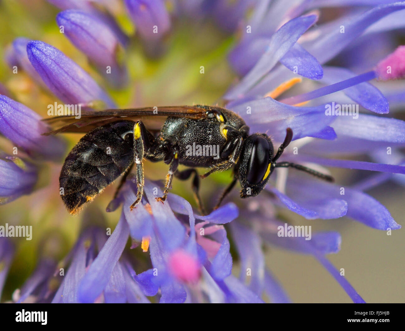 Hylaeus hylaeus communis hi-res stock photography and images - Alamy