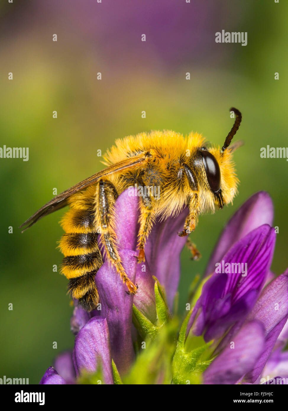 Clover Melitta (Melitta leporina), Male foraging on Lucerne (Medicago ...