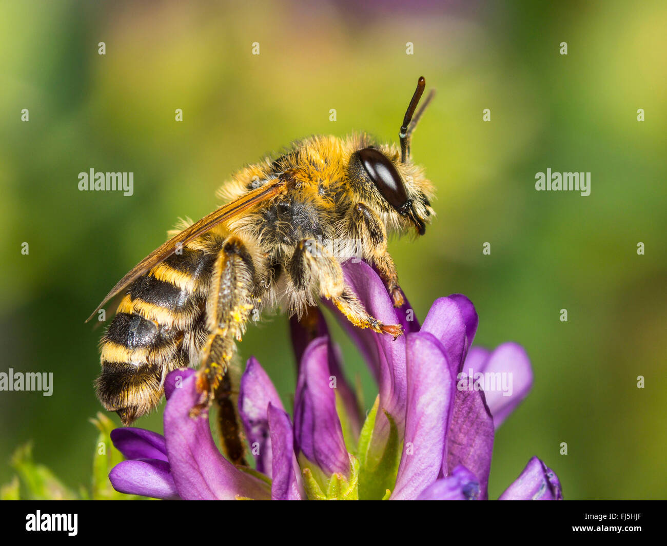 Clover Melitta (Melitta leporina), Female foraging on Lucerne (Medicago ...