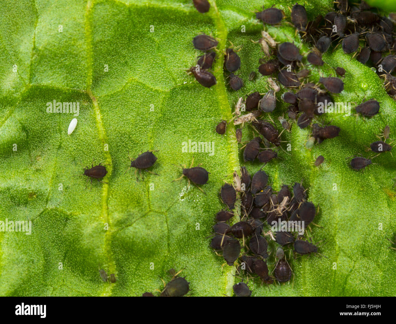 Long hoverfly (Sphaerophoria scripta), Egg beside an aphid colony on a ...