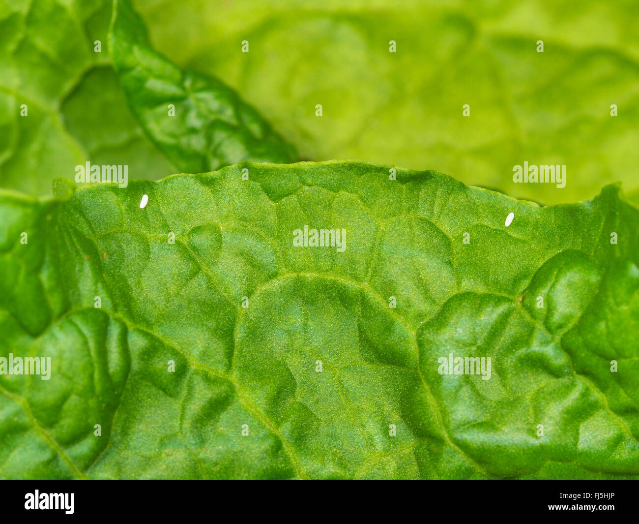 Long hoverfly (Sphaerophoria scripta), Eggs beside an aphid colony on a ...