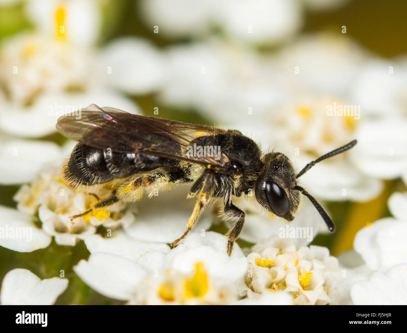 Common mini mining bee hi-res stock photography and images - Alamy