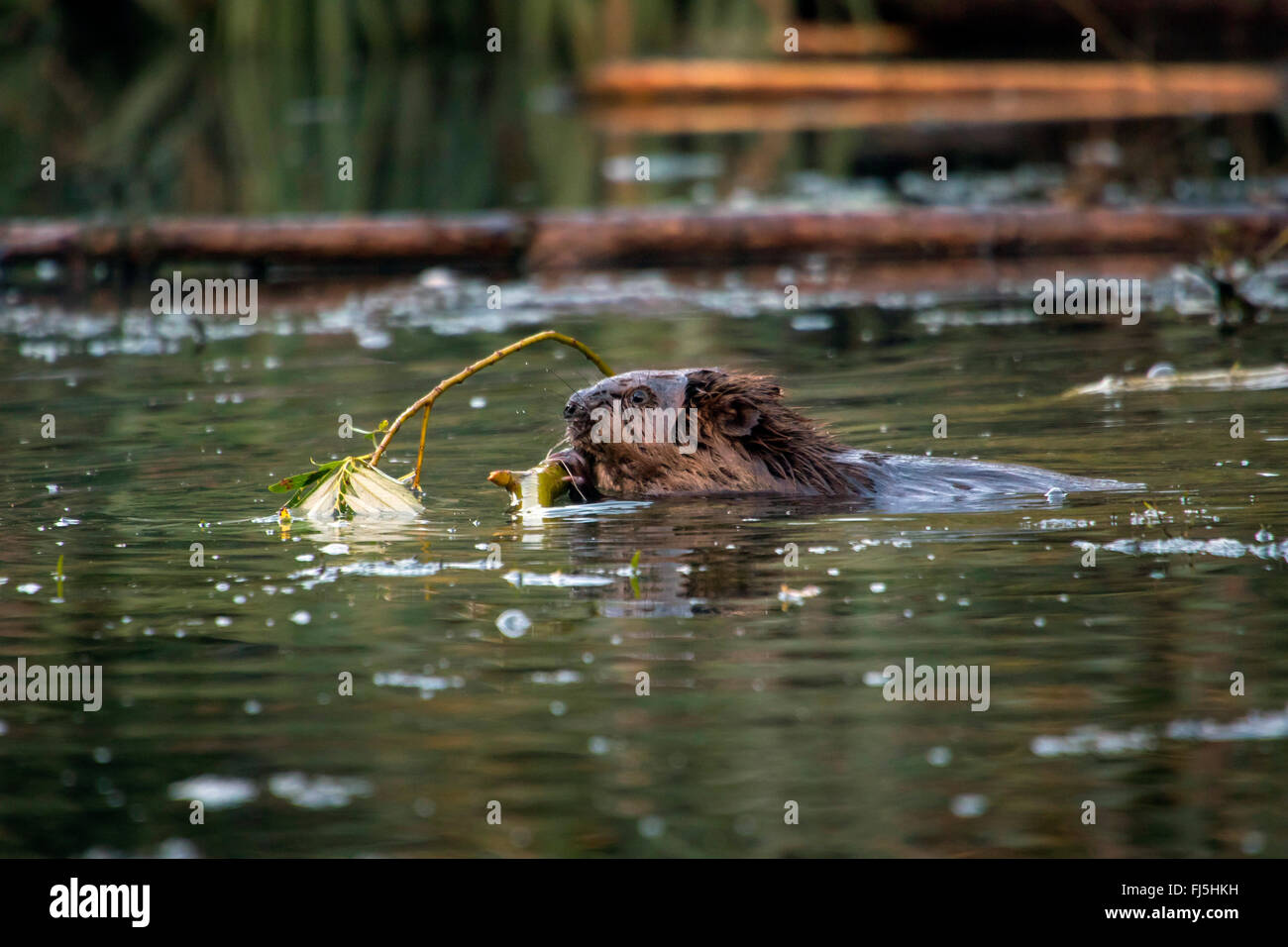 Eurasian beaver, European beaver (Castor fiber), feeds a willow twig in ...