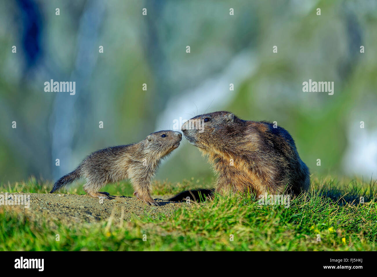 alpine marmot (Marmota marmota), adult and juvenile sniffing, Austria, Hohe Tauern National Park ...