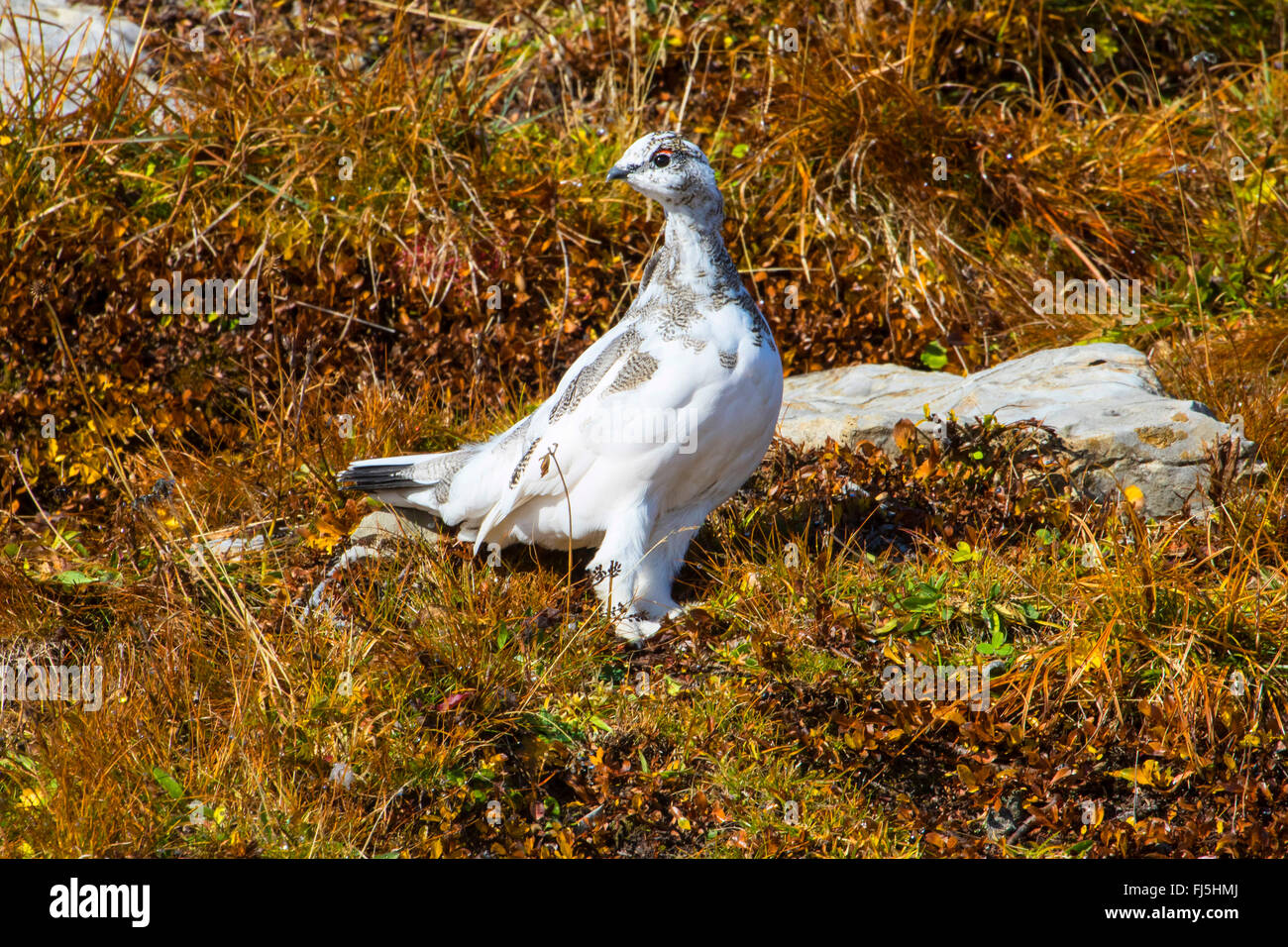 Rock ptarmigan, Snow chicken (Lagopus mutus), Rock ptarmigans on the ...