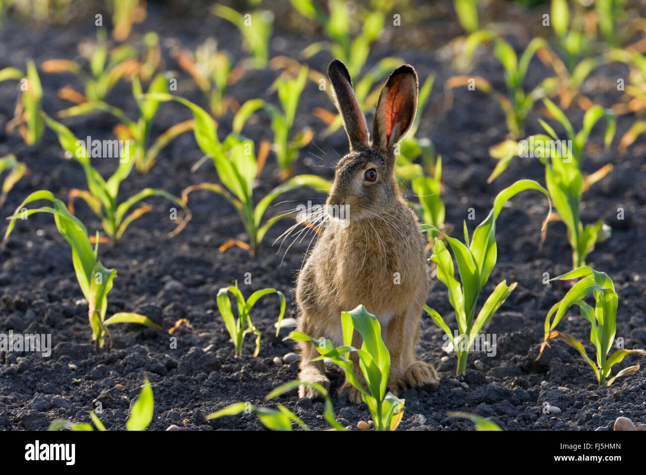 European hare, Brown hare (Lepus europaeus), on a field in backlight ...