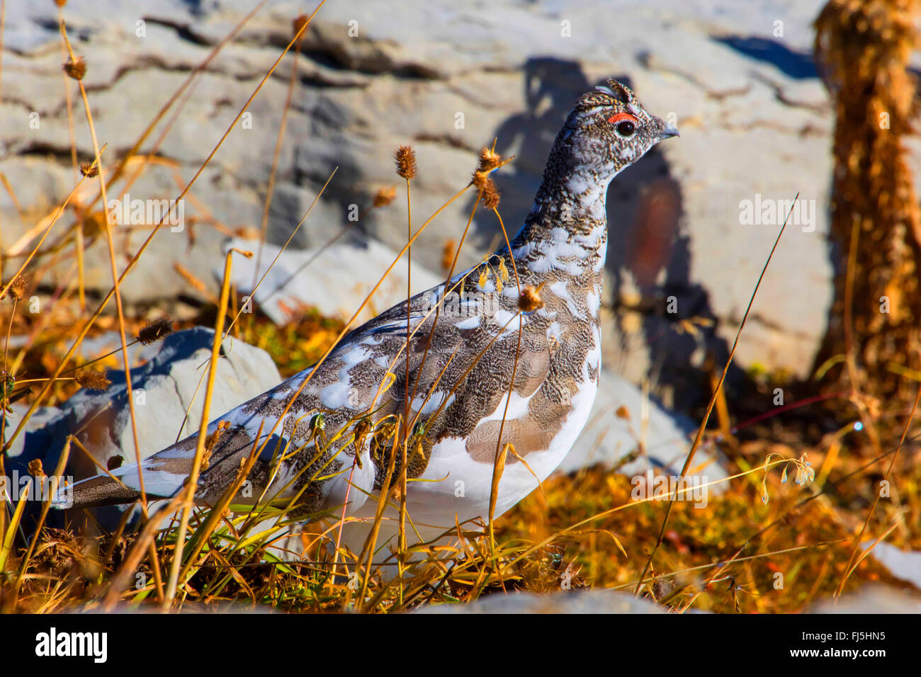 Rock ptarmigan, Snow chicken (Lagopus mutus), Rock ptarmigans on the ...