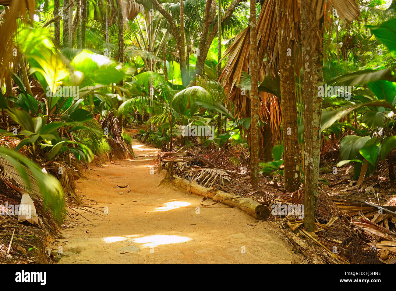 paths and vegetation at the Vallee de Mai National Park, Seychelles ...