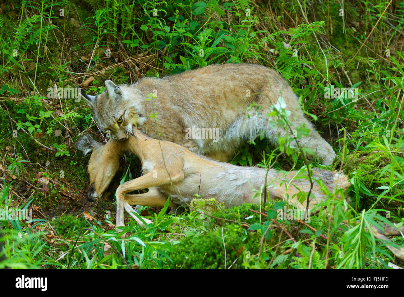 northern lynx (Lynx lynx lynx), lynx with prey, Sweden Stock Photo - Alamy