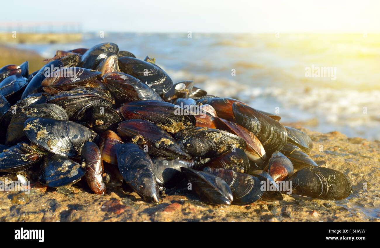 Mussel shell on beach hi-res stock photography and images - Alamy
