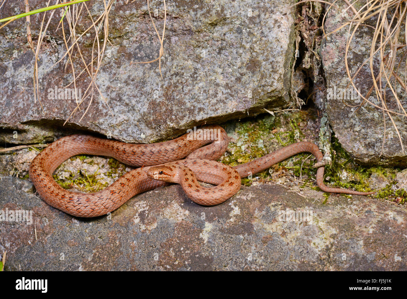 Smooth snakes coronella austriaca High Resolution Stock Photography and ...